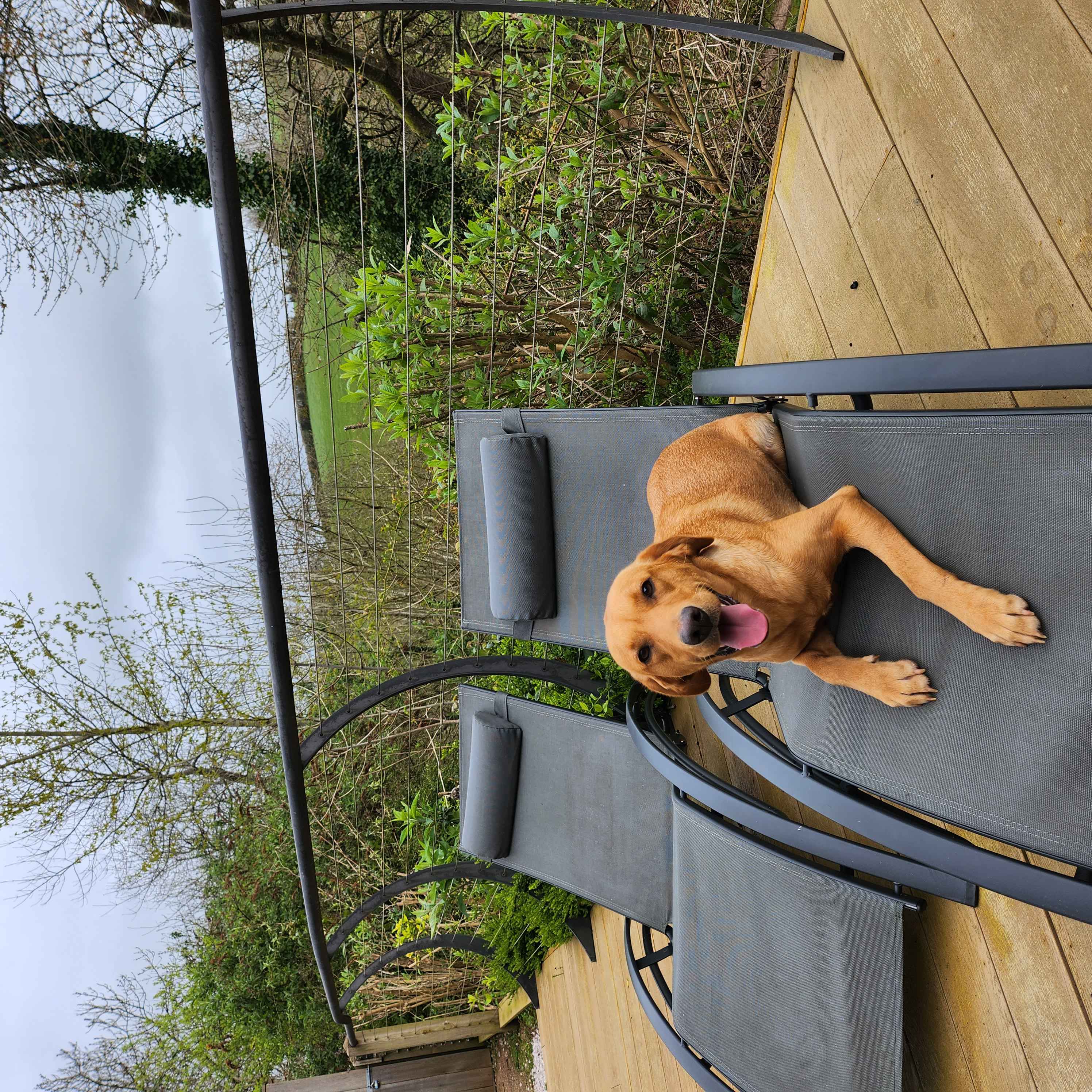 Dog-friendly Woodpecker Treehouse, Devon | PetsPyjamas